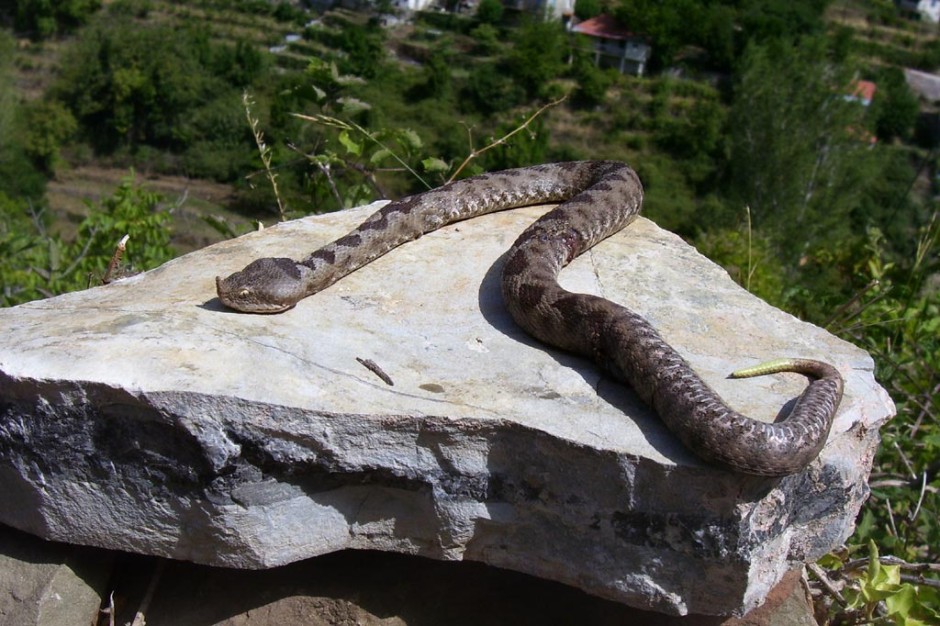 Επικίνδυνα φίδια στην Ελλάδα. Τι να κάνουμε εάν μας δαγκώσουν | Διακόνημα