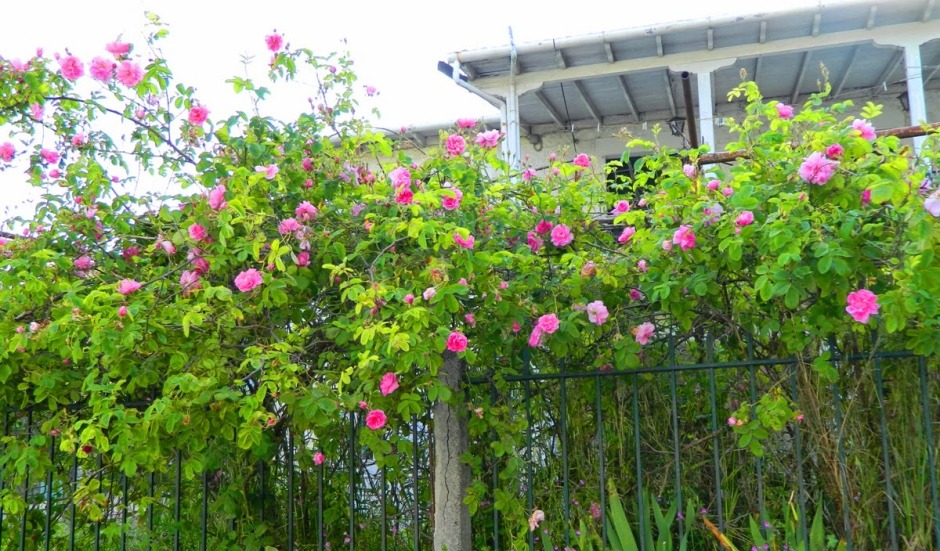 Η αγριοτριανταφυλλιά και οι χρήσεις της. | Διακόνημα