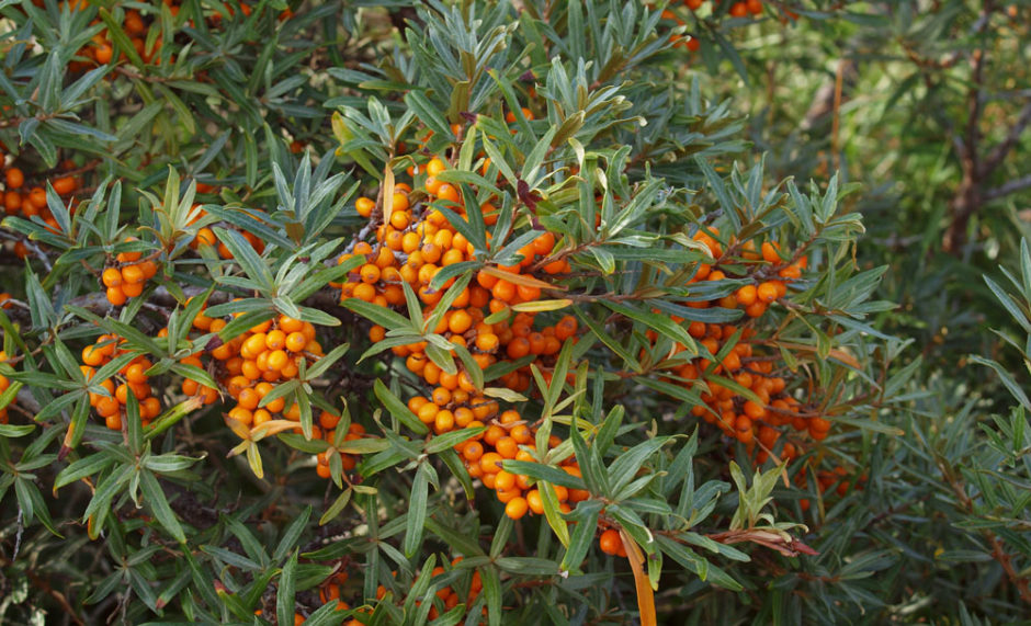 Το Ιπποφαές: Τα χαρακτηριστικά του γνωστού από αρχαιοτάτων χρόνων φυτού ...