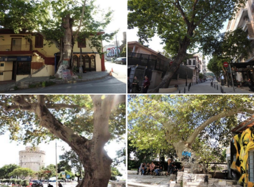 Θεσσαλονίκη: Διατηρητέα μνημεία της φύσης τέσσερα υπεραιωνόβια πλατάνια ...